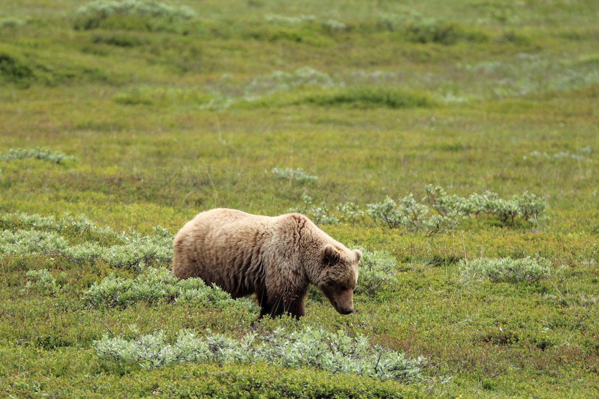 Alaska Vacation Recap: Denali National Park and Preserve - Park Chasers