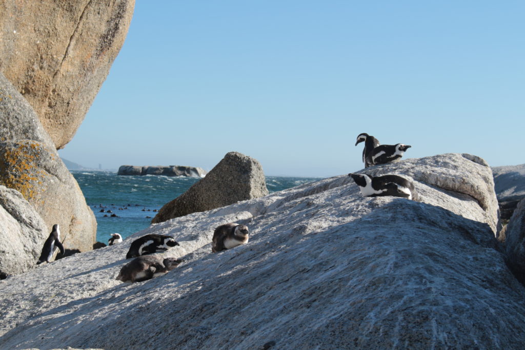 South Africa Recap: How We Planned A Perfect Day At Cape Point - Park ...